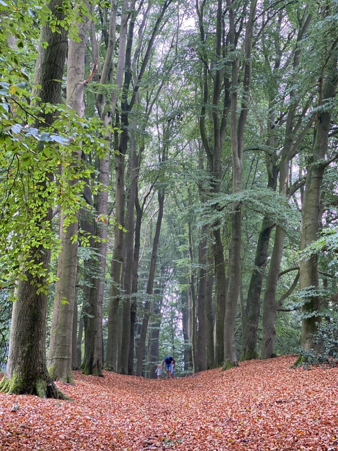 Weekje Veluwe ontdekken met kinderen - Nederland - Foodinista